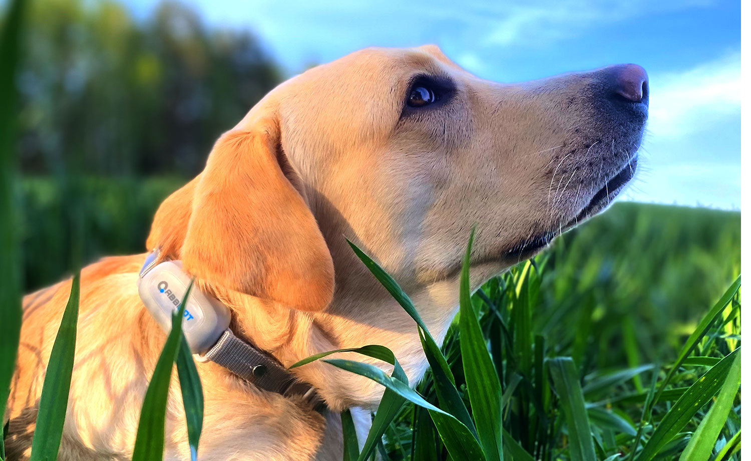 Electric Collar For Dogs Abbidot