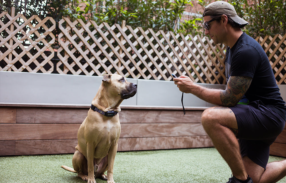 Dog Training Terms and What They Mean – Abbidot